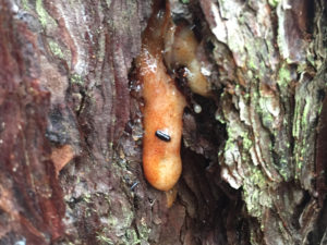 Home - Southern Pine Beetle Information Center
